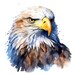 Watercolor Eagle Clipart 10 Digital Clipart Bundle High - Etsy