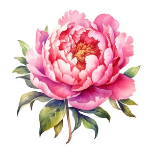 Watercolor Pink Peony - Set of 10 Digital Clipart Bundle - High Quality ...