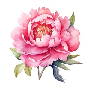Watercolor Pink Peony Set of 10 Digital Clipart Bundle High Quality ...