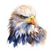 Watercolor Eagle Clipart 10 Digital Clipart Bundle High - Etsy
