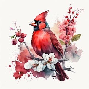Watercolor Red Cardinal - 10 Digital Clipart Bundle - High Quality ...