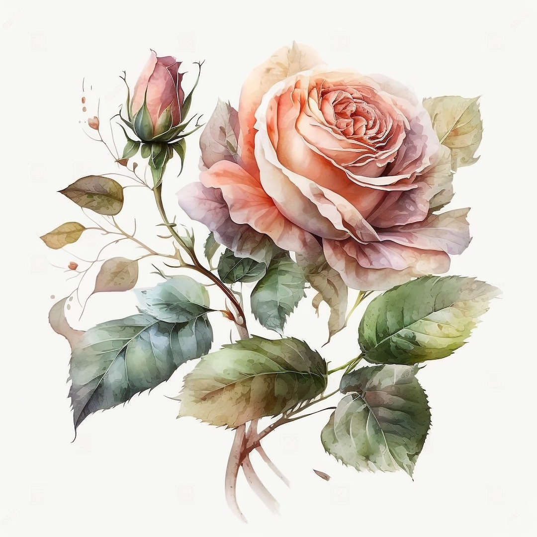 Watercolor Roses 10 Images High Quality Digital Download / Images for ...