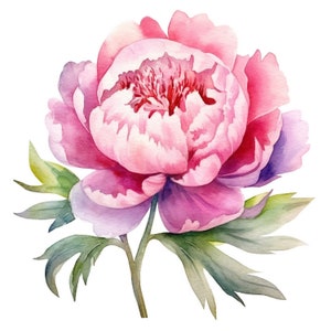 Watercolor Pink Peony Set of 10 Digital Clipart Bundle High Quality ...