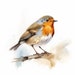 Watercolor Robin - 10 Digital Clipart Bundle - High Quality Images ...