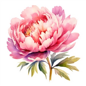 Watercolor Pink Peony Set of 10 Digital Clipart Bundle High Quality ...