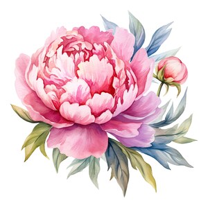 Watercolor Pink Peony Set of 10 Digital Clipart Bundle High Quality ...