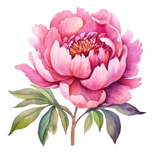 Watercolor Pink Peony Set of 10 Digital Clipart Bundle High Quality ...