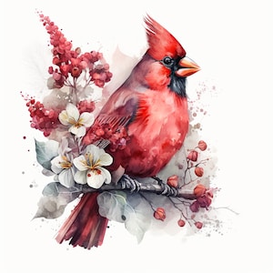 Watercolor Red Cardinal - 10 Digital Clipart Bundle - High Quality ...