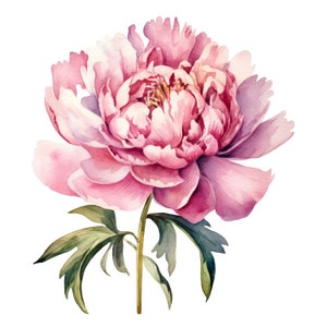Watercolor Pink Peony - Set of 10 Digital Clipart Bundle - High Quality ...