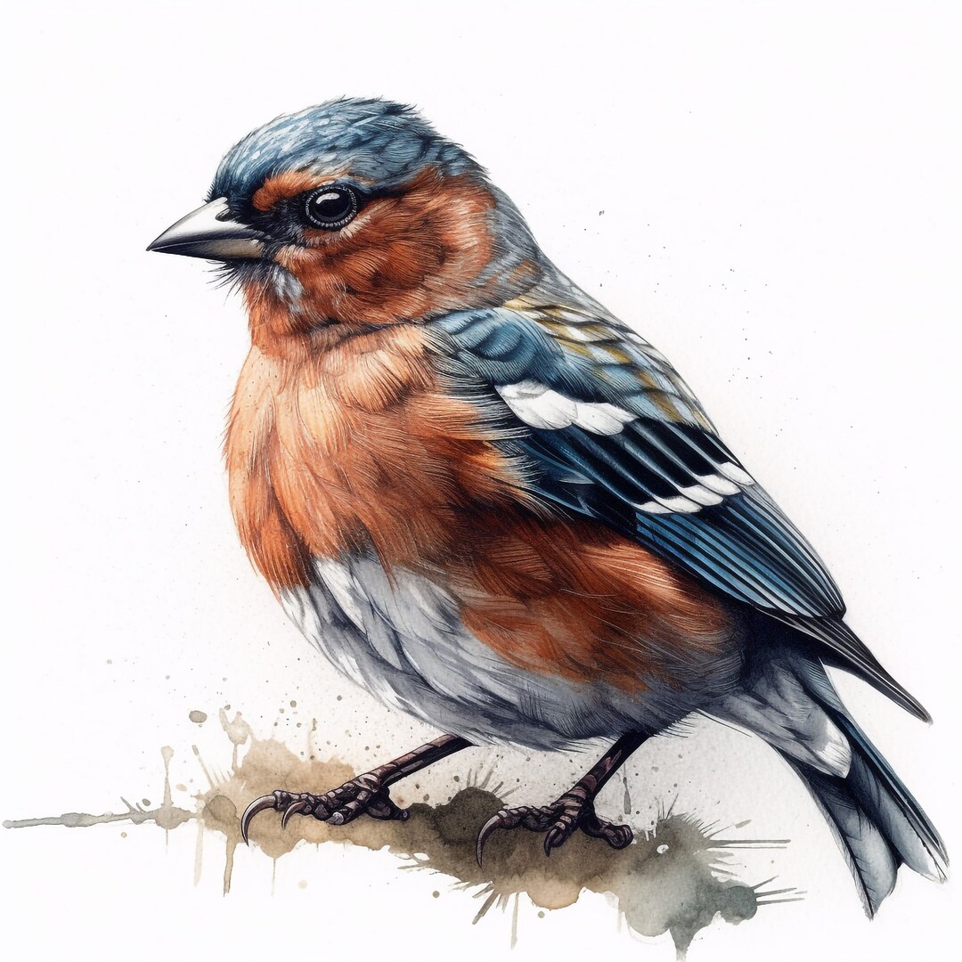 Watercolor Chaffinch - Set of 10 High Quality Images - Digital Download ...