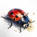 Watercolor Ladybug Clipart Set of 10high Quality Images Digital ...