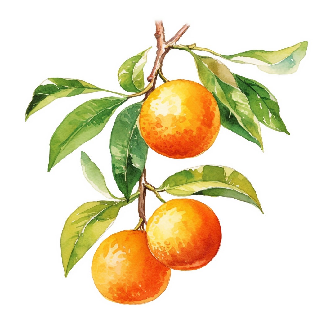 Watercolor Orange Clipart 10 Digital Clipart Bundle High Quality Images ...