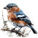 Watercolor Chaffinch - Set of 10 High Quality Images - Digital Download ...