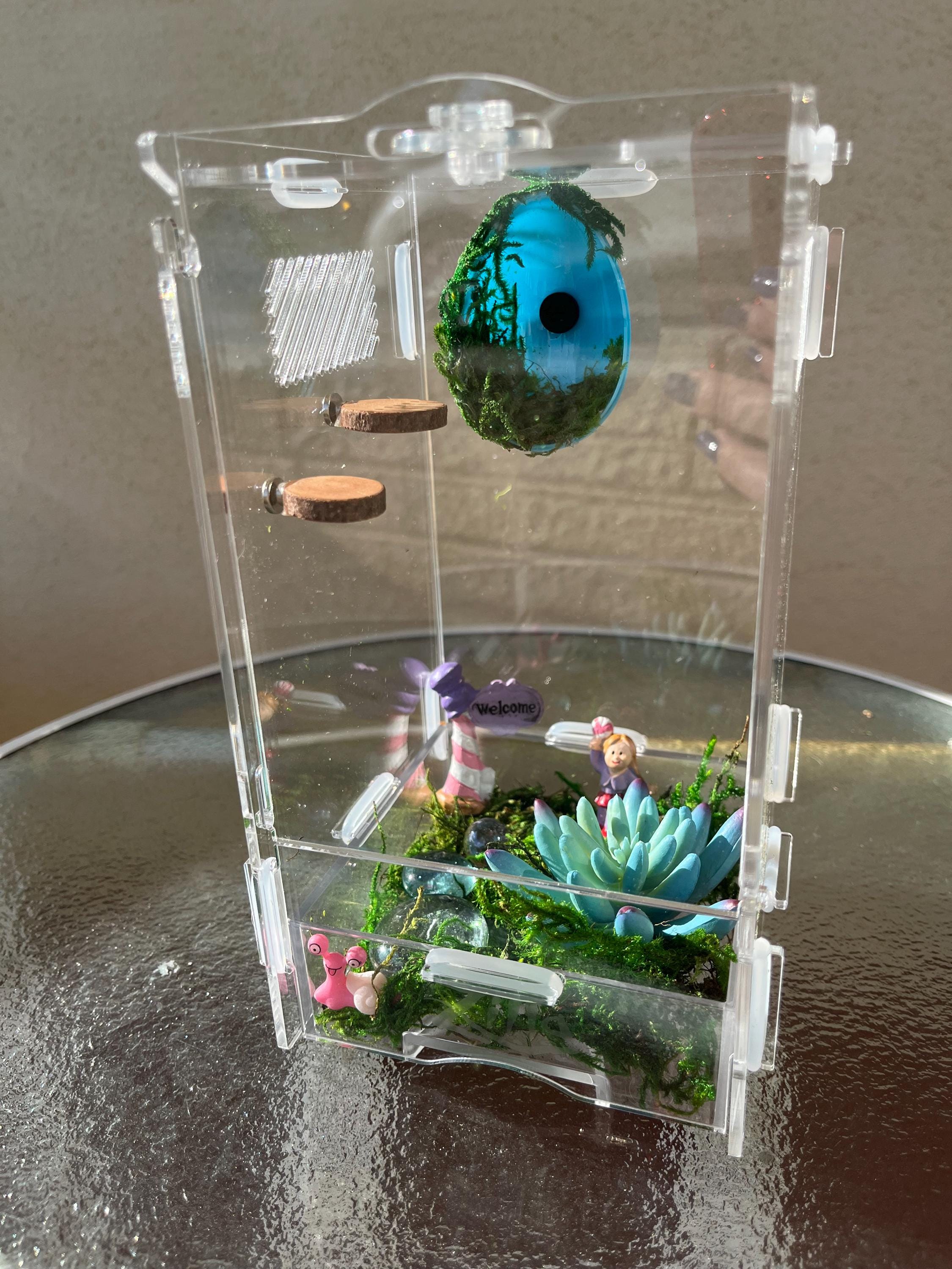 Jumping Spider Arachnid or Invert Invertebrate Enclosure and Starter ...