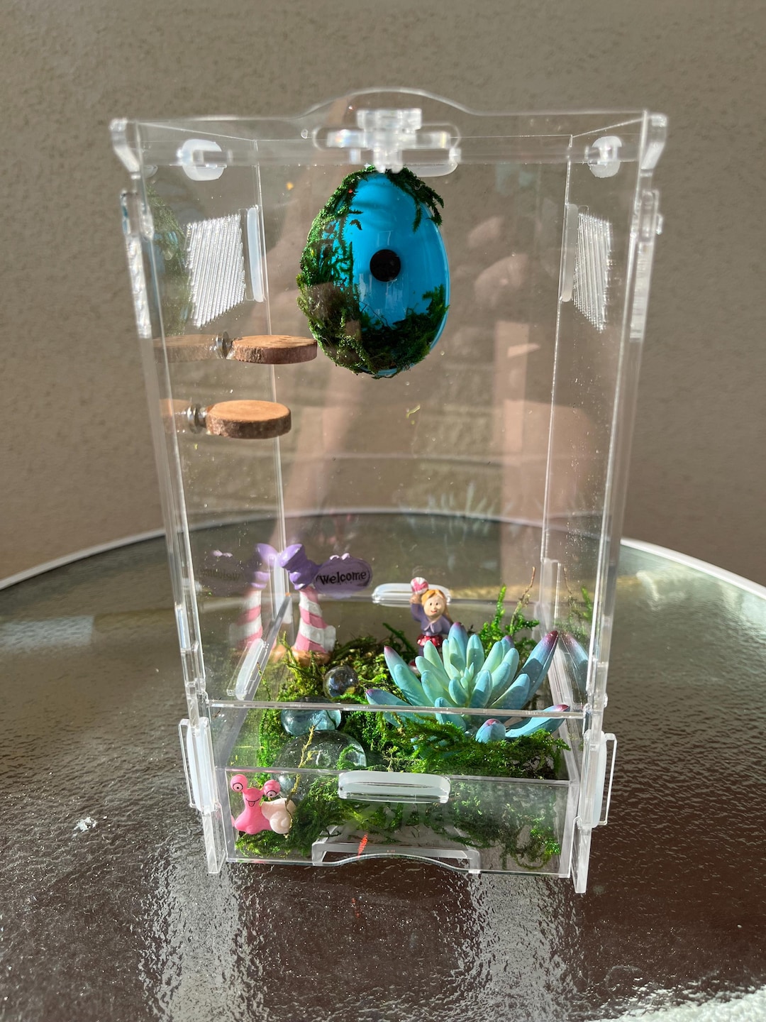 Jumping Spider Arachnid or Invert Invertebrate Enclosure and Starter ...