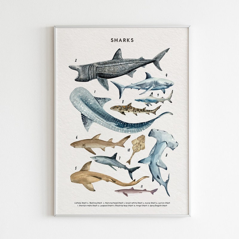Shark Prints - Etsy