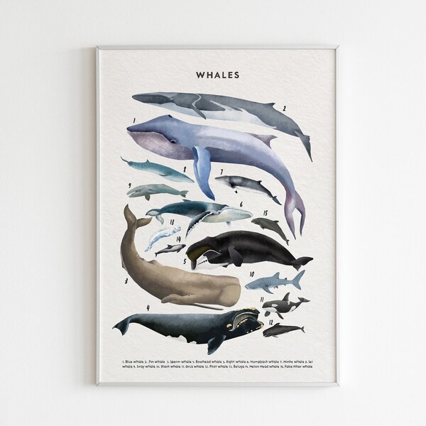 Whale Illustration - Etsy