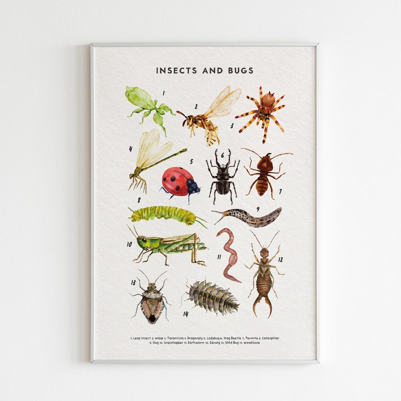 Insect Poster - Etsy