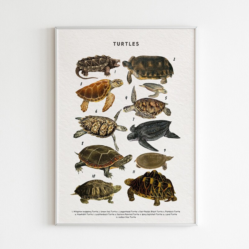 Turtle Print - Etsy