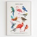 Educational Exotic Birds Poster Bird Poster Nature - Etsy