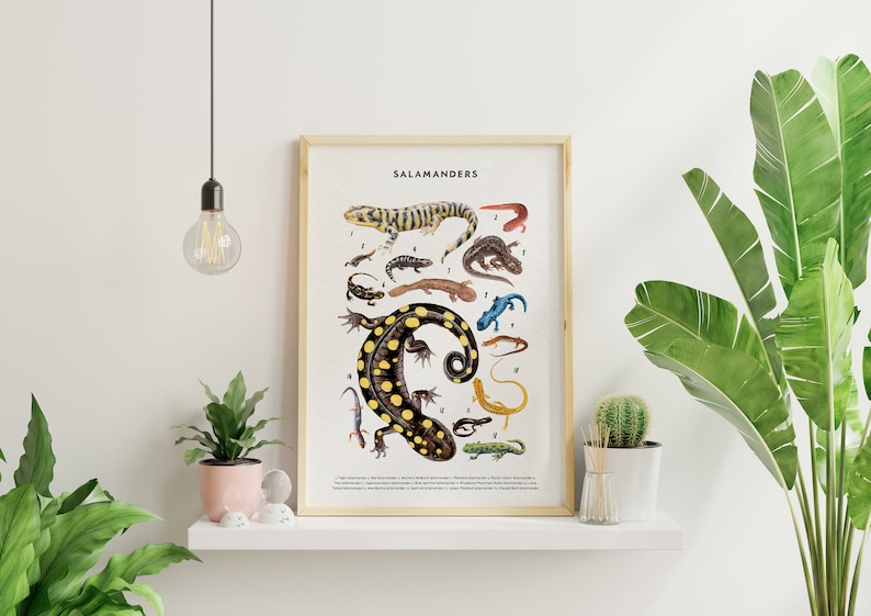 Salamanders Print, Educational Prints, Salamander Species, Animals Poster, Salamander ...