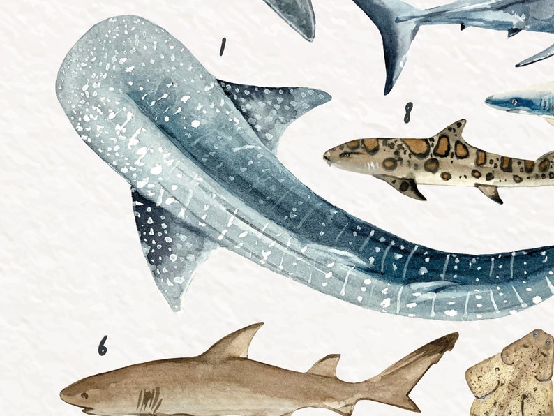 Shark Species Print: Marine Animals Educational Poster (digital ...