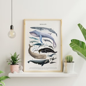 Whale Print, Educational Prints, Whale Species, Marine Animals Poster ...