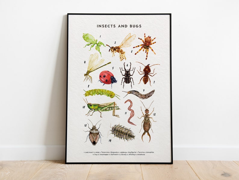 Insect and Bugs Poster: Montessori Homeschool Classroom Decor (digital ...