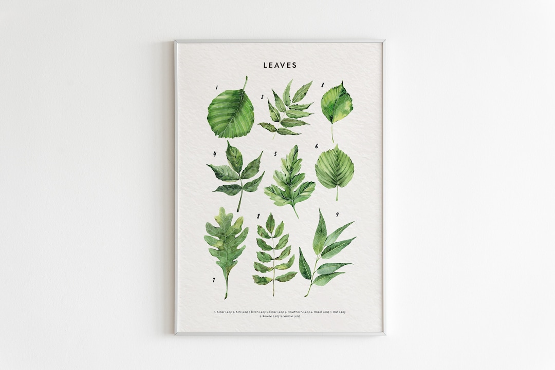 Educational Tree Leaves Poster, Leaf Types Print, Printable Wall Art ...