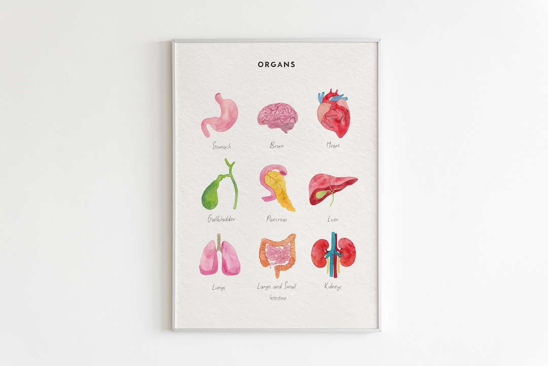 Human Organs Print, Montessori Homeschool Educational Posters for ...