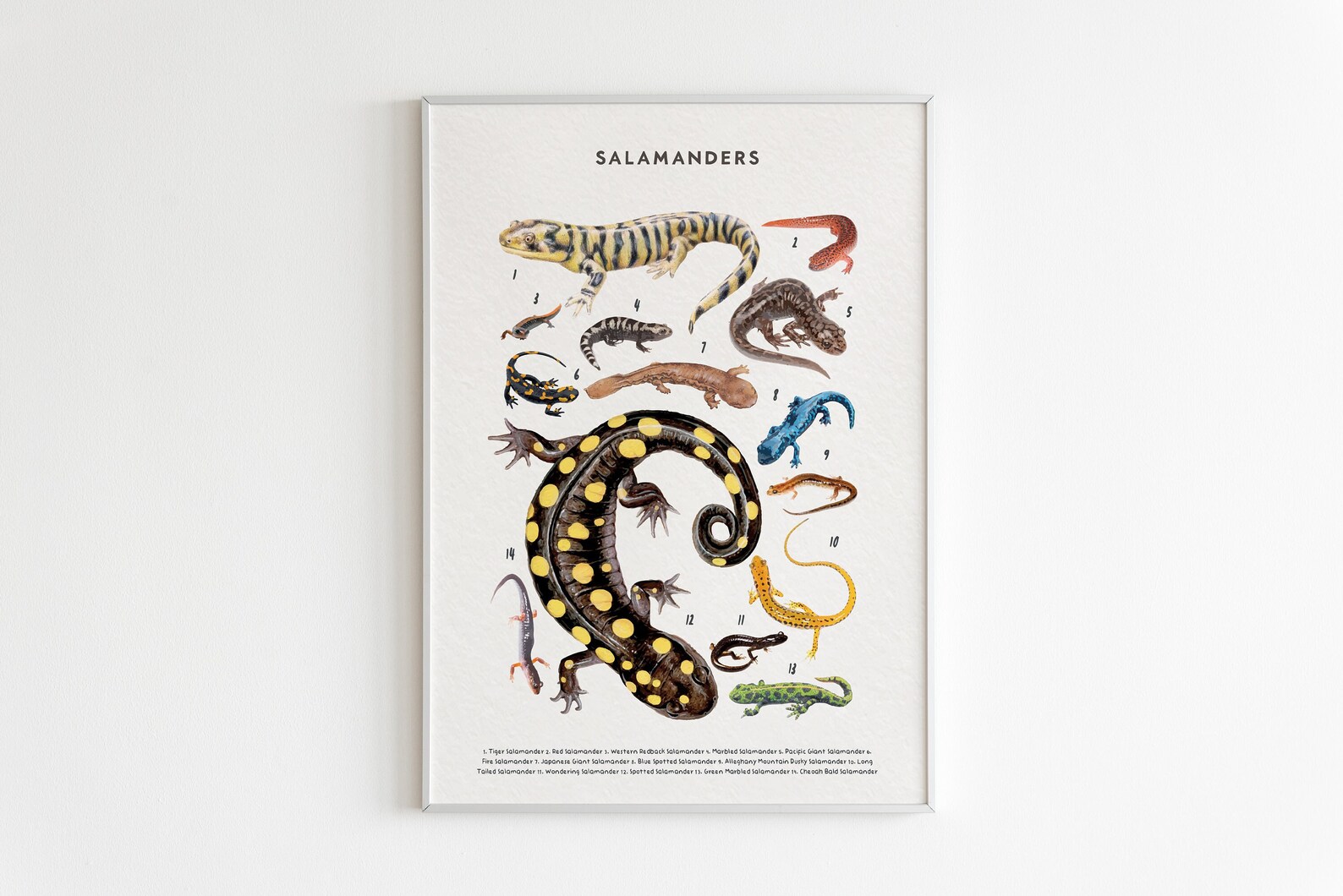 Salamanders Print, Educational Prints, Salamander Species, Animals Poster, Salamander ...