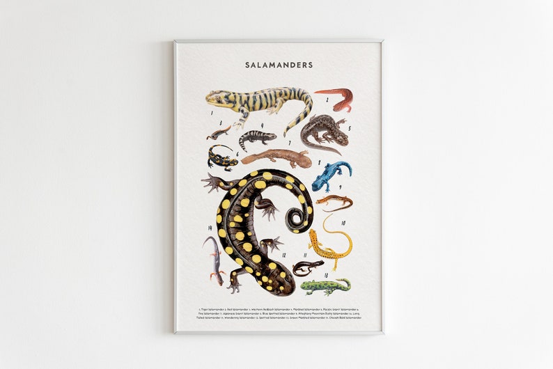 Salamanders Print, Educational Prints, Salamander Species, Animals ...