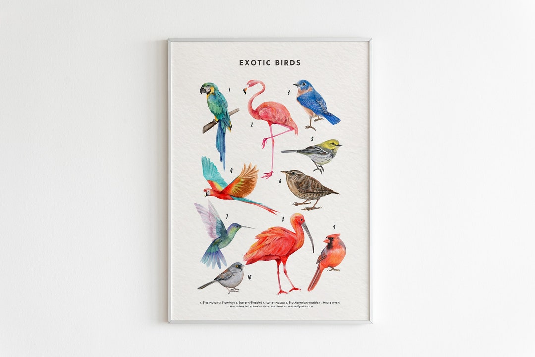 Educational Exotic Birds Poster, Bird Poster, Nature, Educational ...