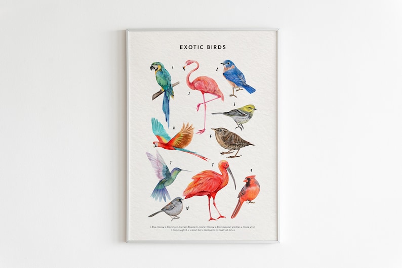 Educational Exotic Birds Poster, Bird Poster, Nature, Educational ...