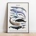 Whale Print Educational Prints Whale Species Marine Animals - Etsy
