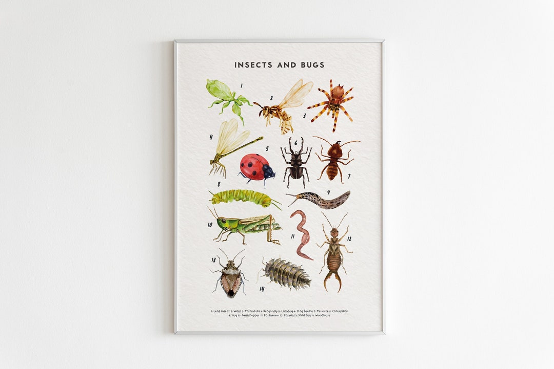Educational Insect and Bugs Poster, Montessori Homeschool Decor, Nature ...