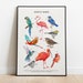 Educational Exotic Birds Poster Bird Poster Nature - Etsy