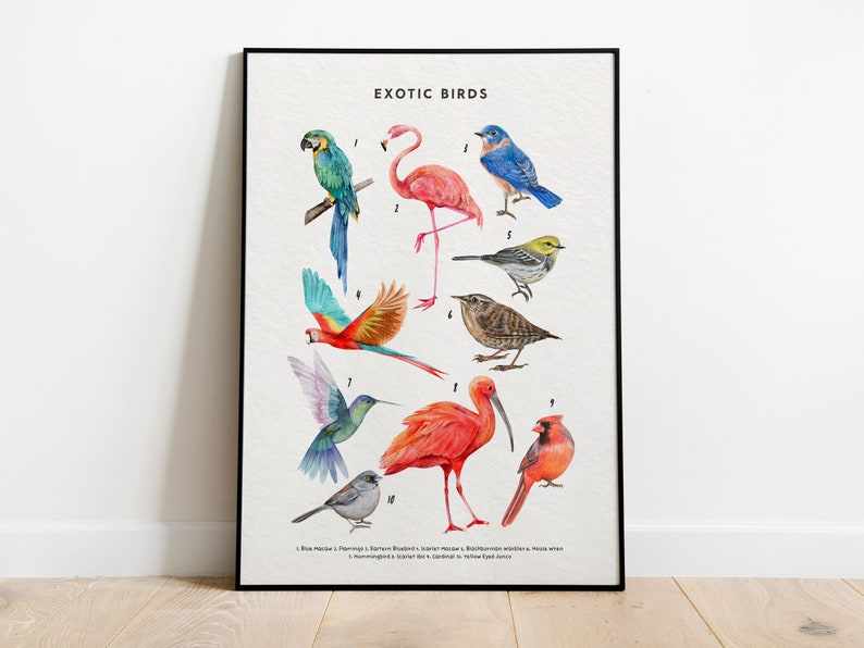 Educational Exotic Birds Poster, Bird Poster, Nature, Educational ...