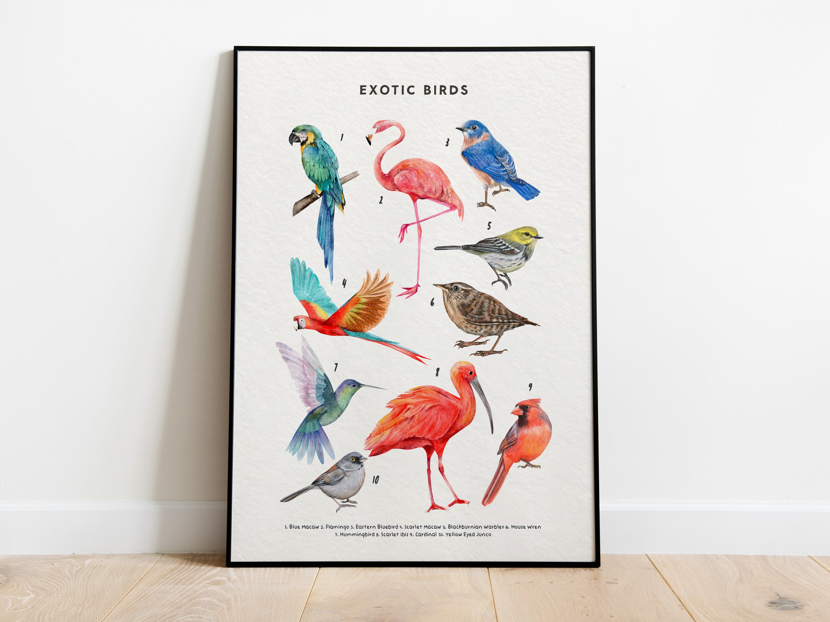 Educational Exotic Birds Poster, Bird Poster, Nature, Educational ...