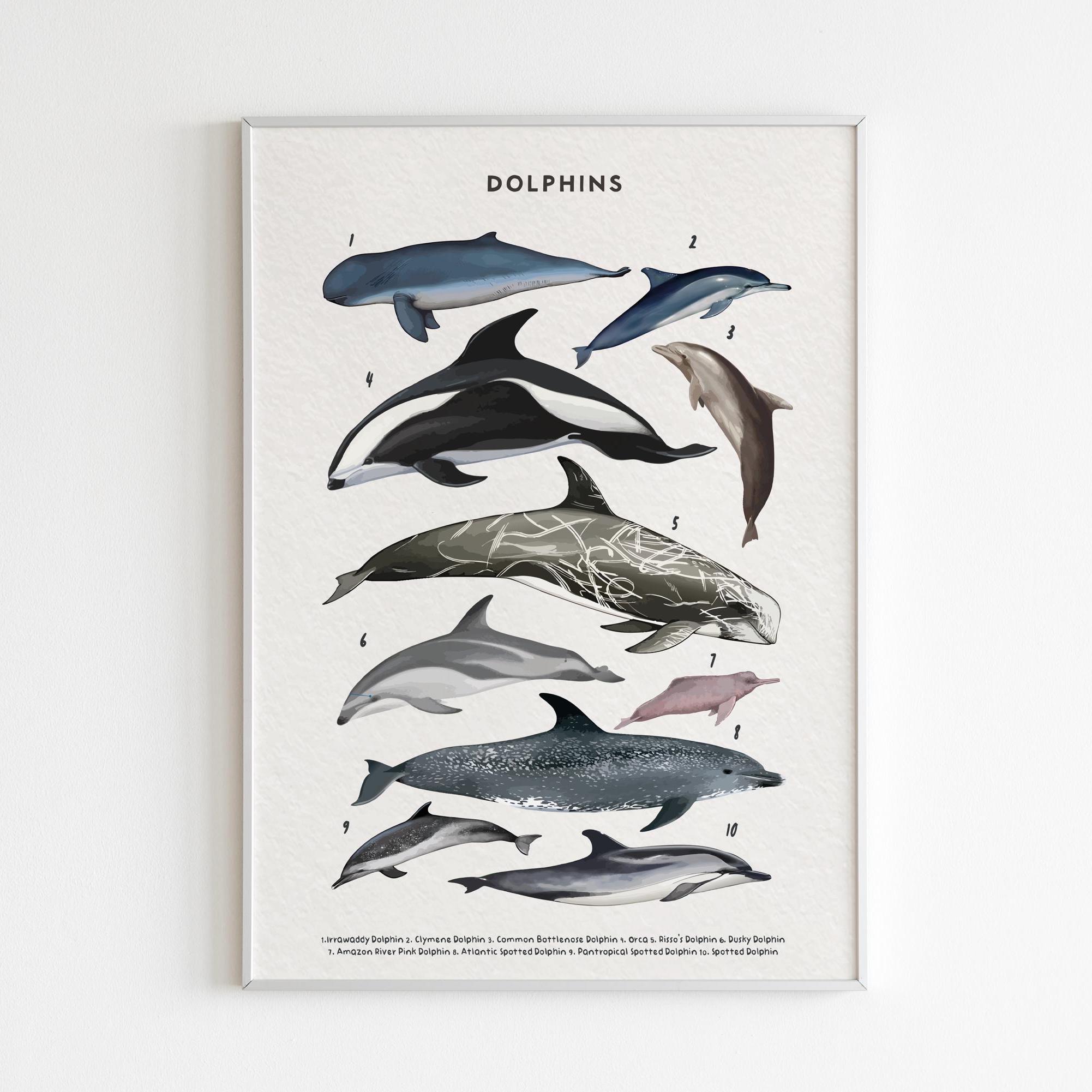 Dolphin Species Print: Marine Animals Educational Illustration (digital ...