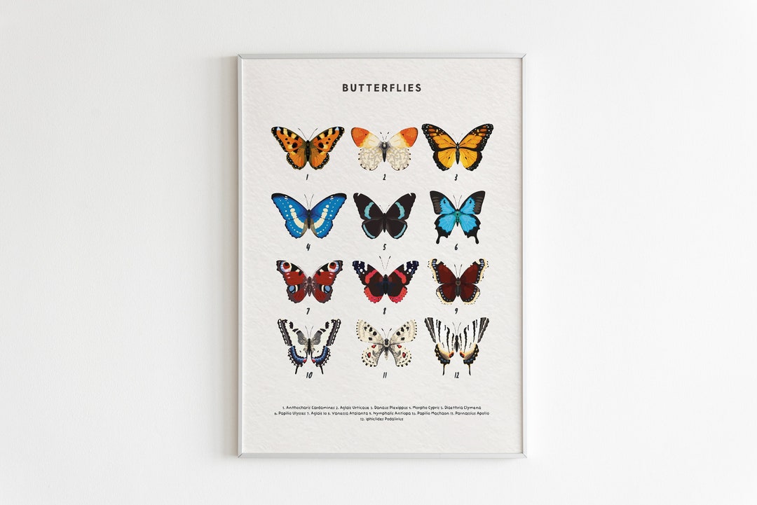 Butterfly Print, Educational Print, Butterfly Chart, Printable Wall Art ...