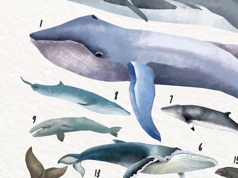 Whale and Shark Poster Sea Animal Poster Marine Ocean - Etsy