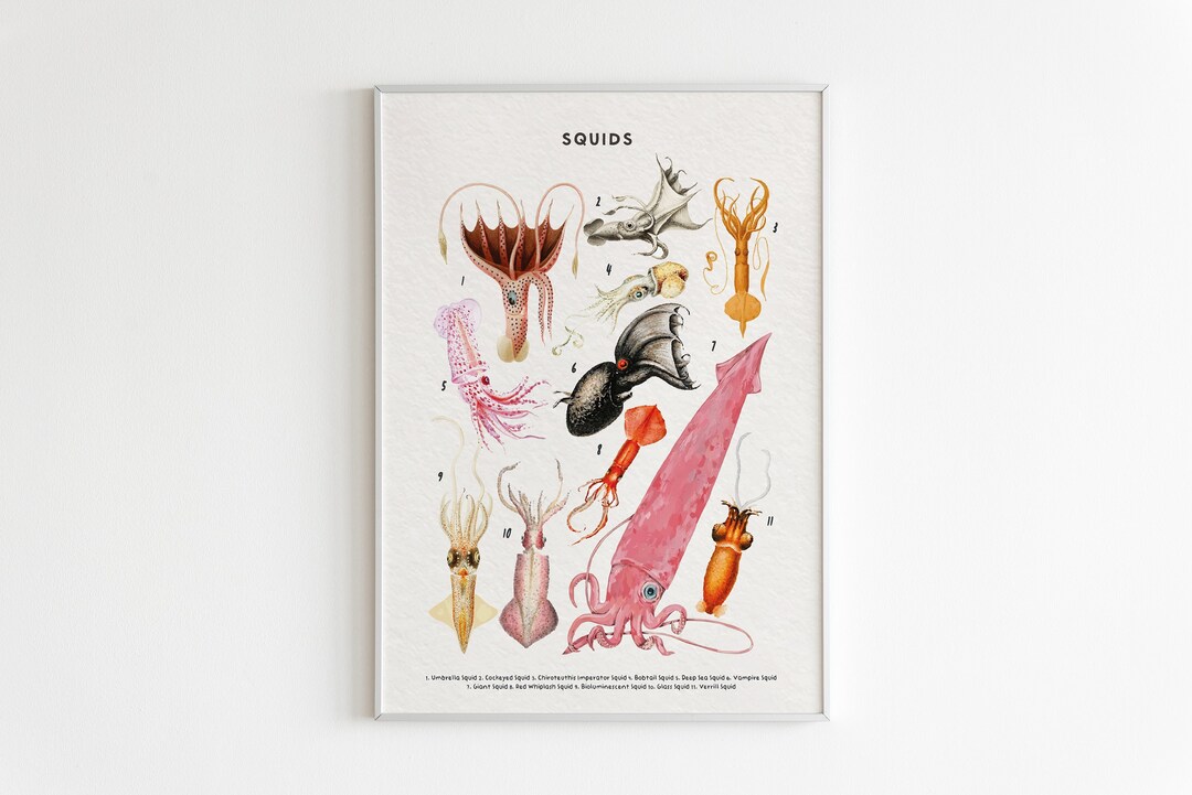 Squids Print Educational Prints Squids Species Ocean - Etsy