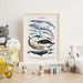 Whale Species Print: Marine Animals Educational Poster (digital ...