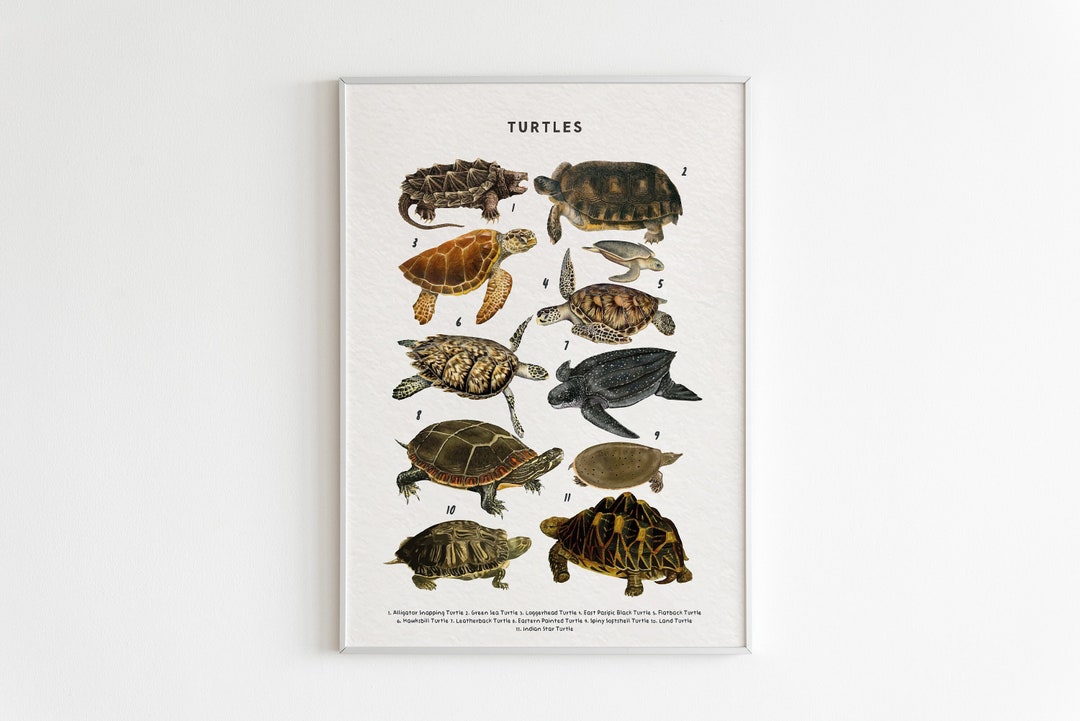 Turtles Print, Educational Prints, Turtle Species, Turtles Educational ...