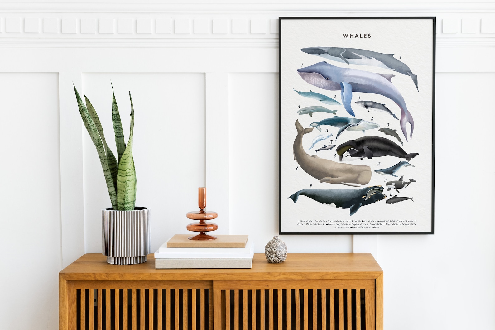 Whale Species Print: Marine Animals Educational Poster (digital ...