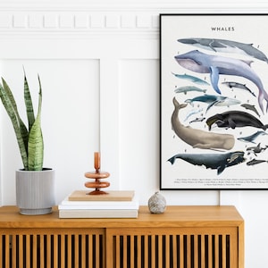 Whale Print, Educational Prints, Whale Species, Marine Animals Poster ...