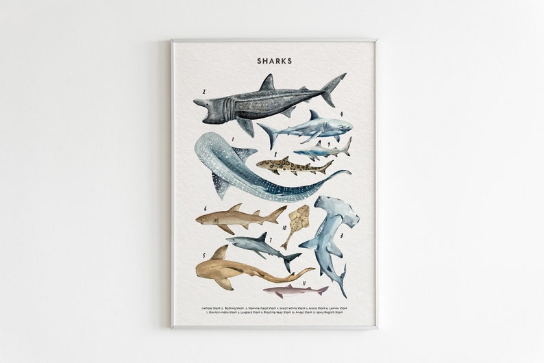 Shark Print, Educational Prints, Shark Species, Marine Animals Poster ...