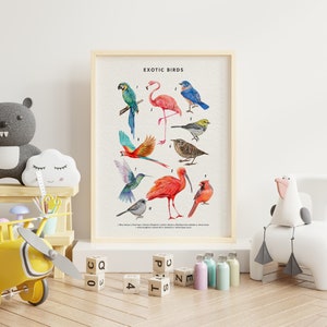 Educational Exotic Birds Poster, Bird Poster, Nature, Educational ...