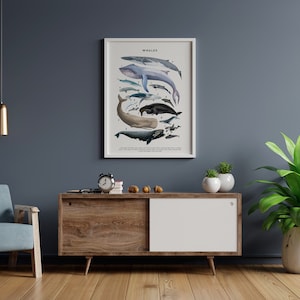 Whale Print, Educational Prints, Whale Species, Marine Animals Poster ...